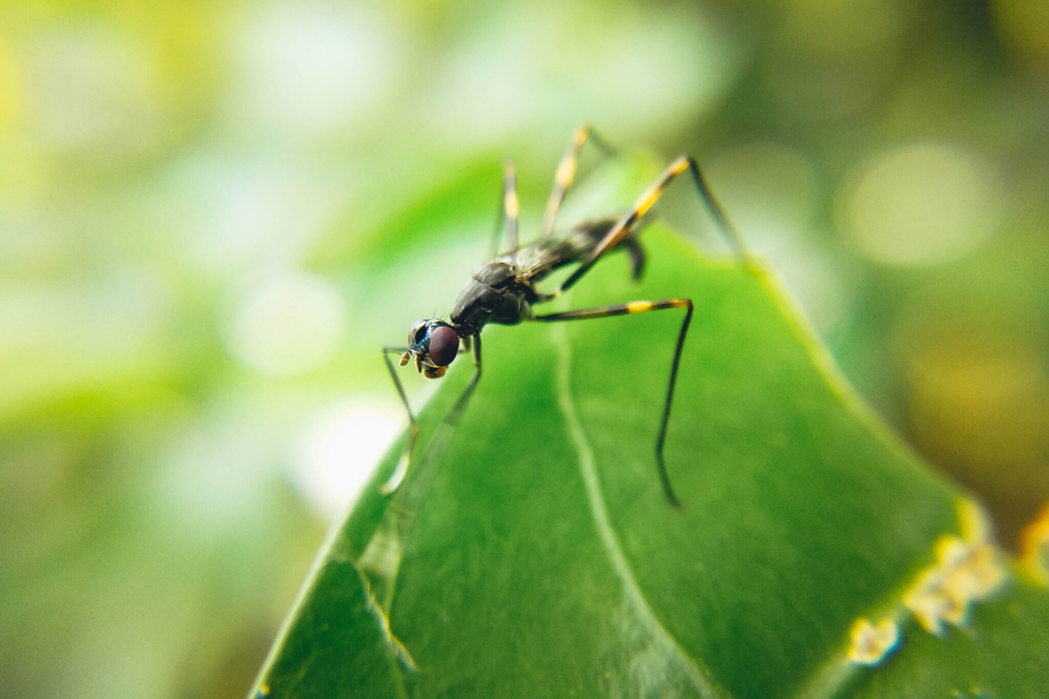 How To Get Rid Of Mosquitos: Helpful Tips & Home Remedies