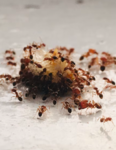 Ant Hills: 13 Most Asked Questions Answered (About Colonies, Species ...)