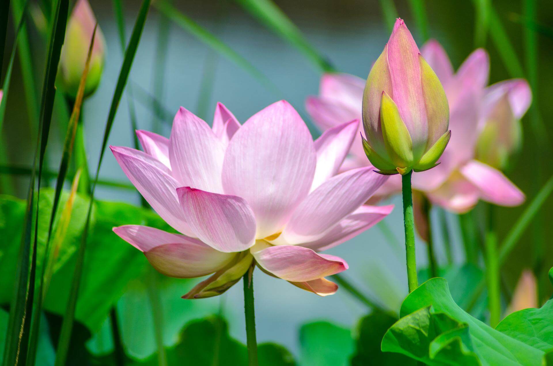 19+ Lucky Plants For Home That Will Bring Money & Success