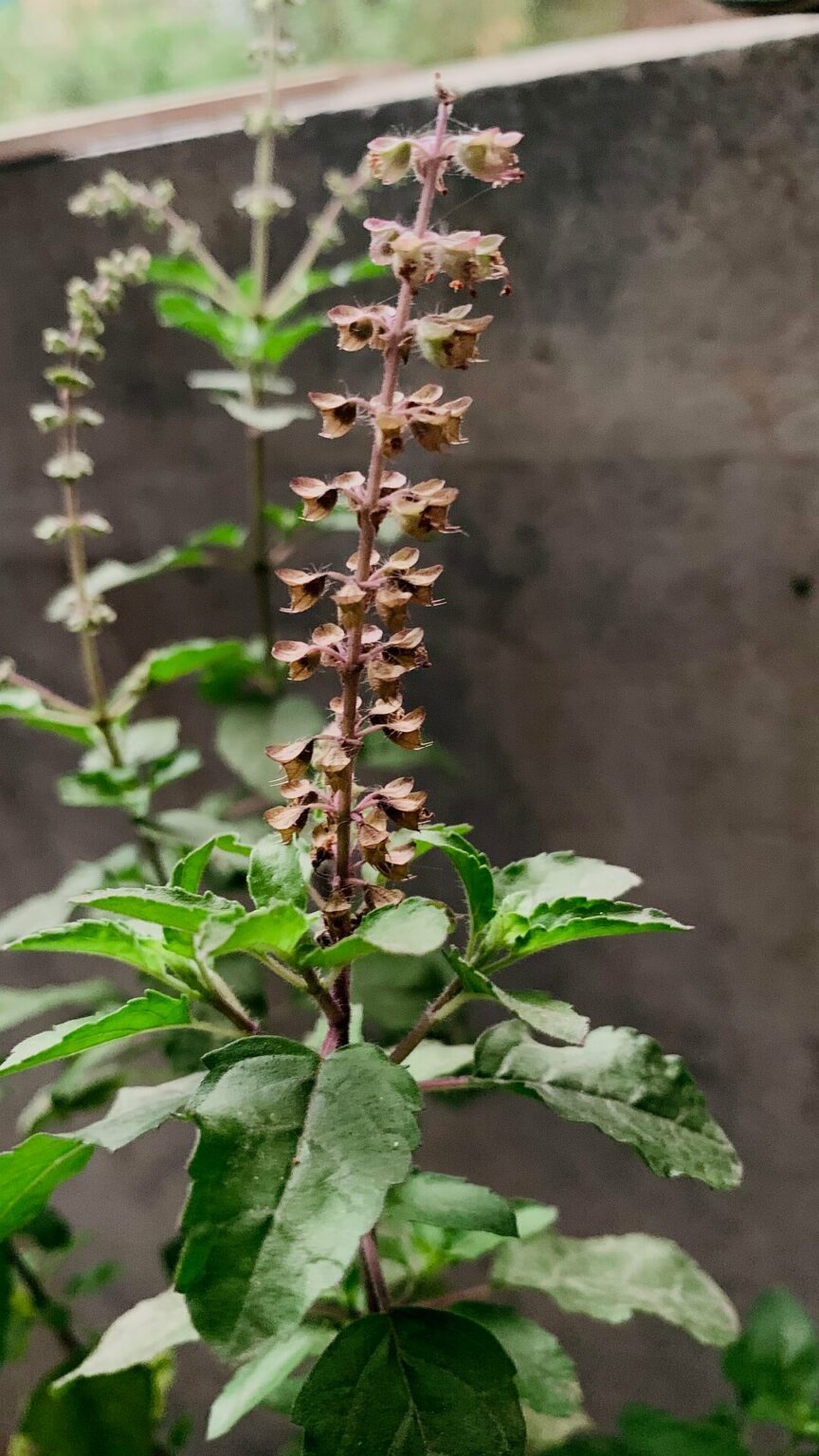 Vastu For Tulsi Plants: Best Tips To Avoid Vastu Dosha